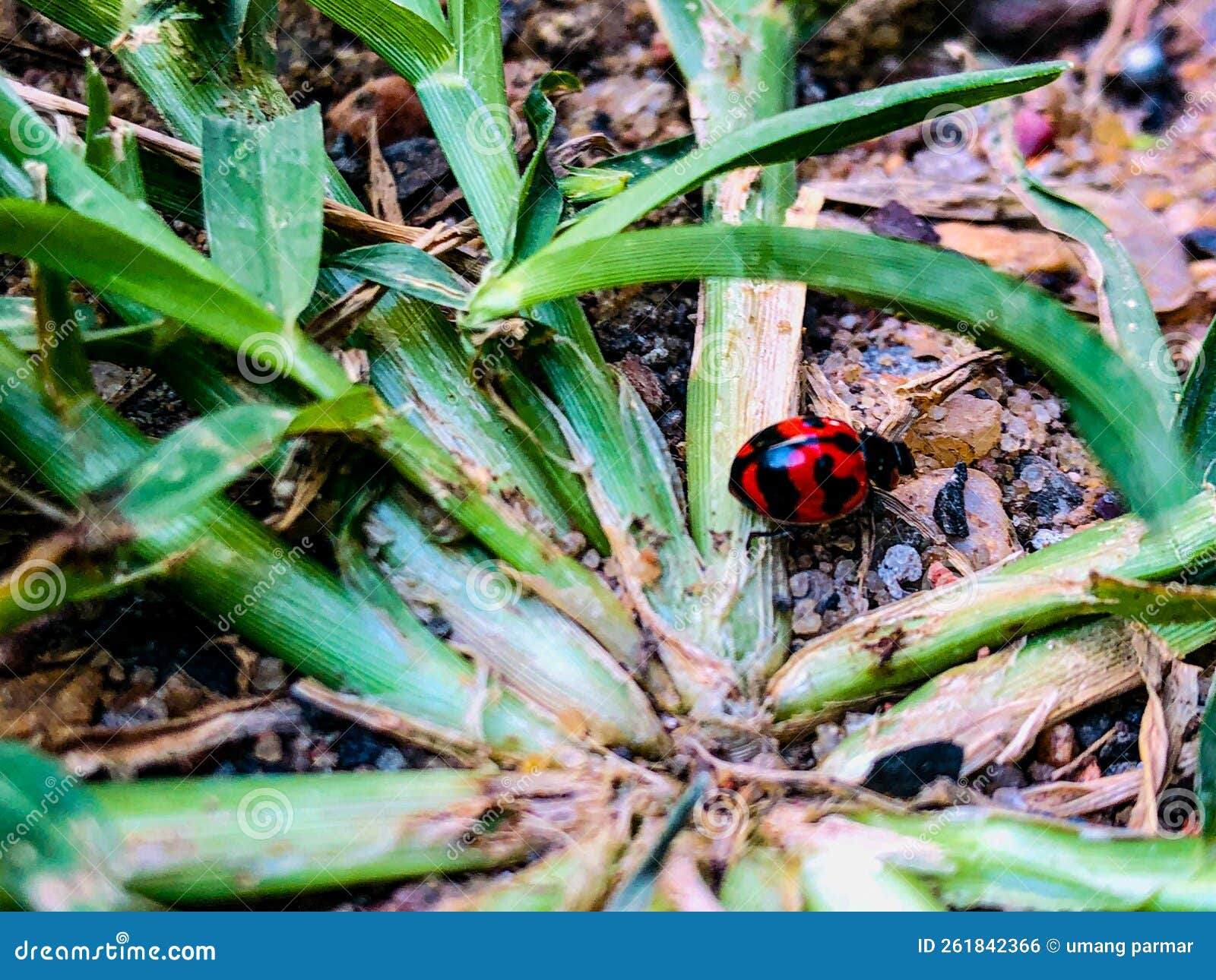 Lady bug stock photo. Image of grass, nature, lady - 261842366