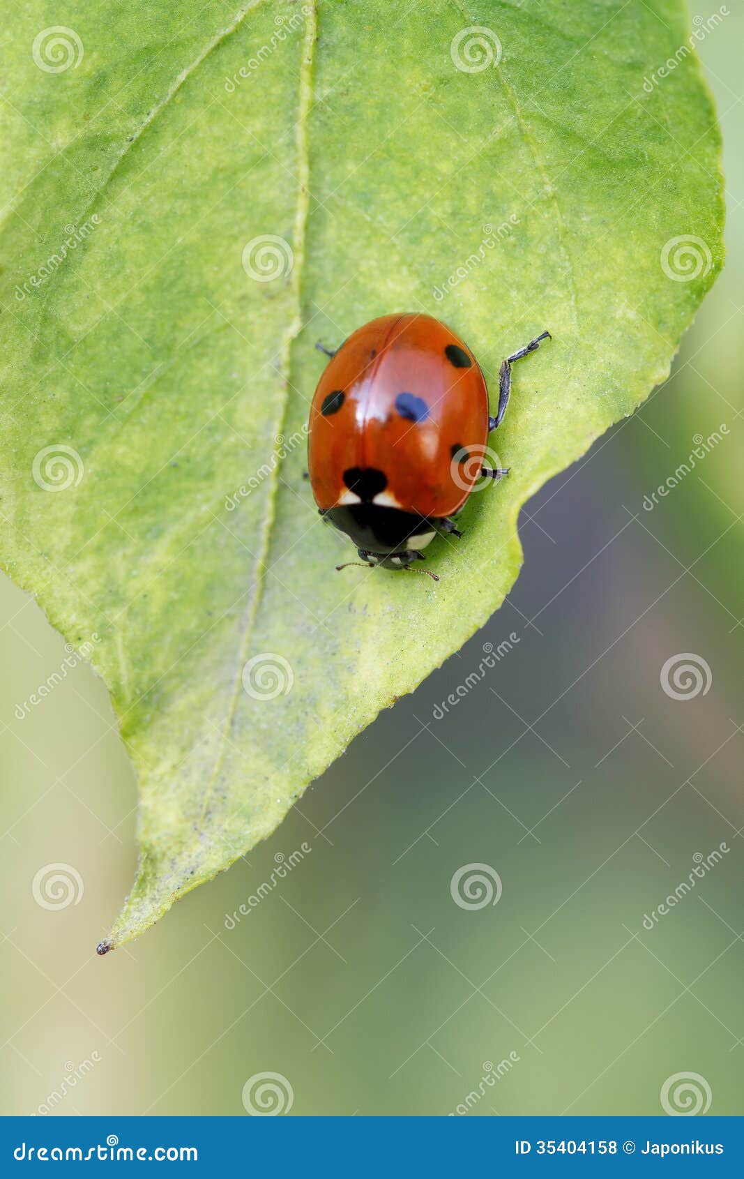 Lady Bug Resting on Green Leaf Stock Photo - Image of critters ...