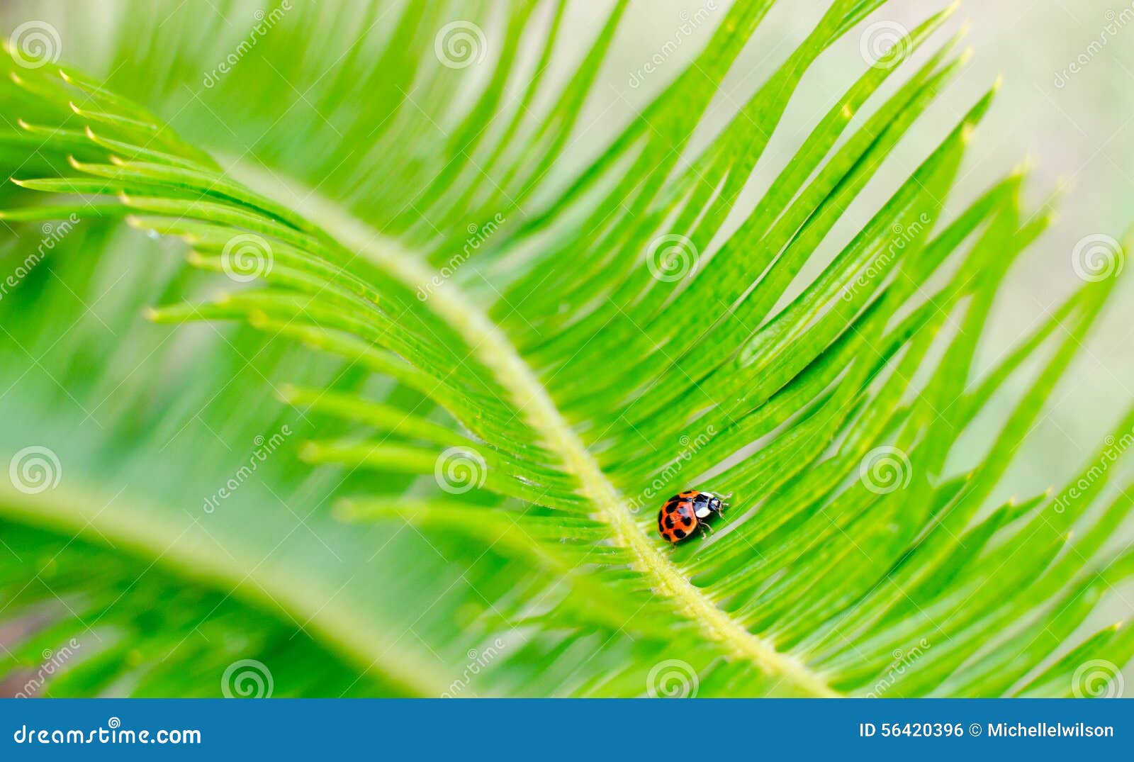 Lady bug on a sago palm stock photo. Image of invertebrate - 56420396