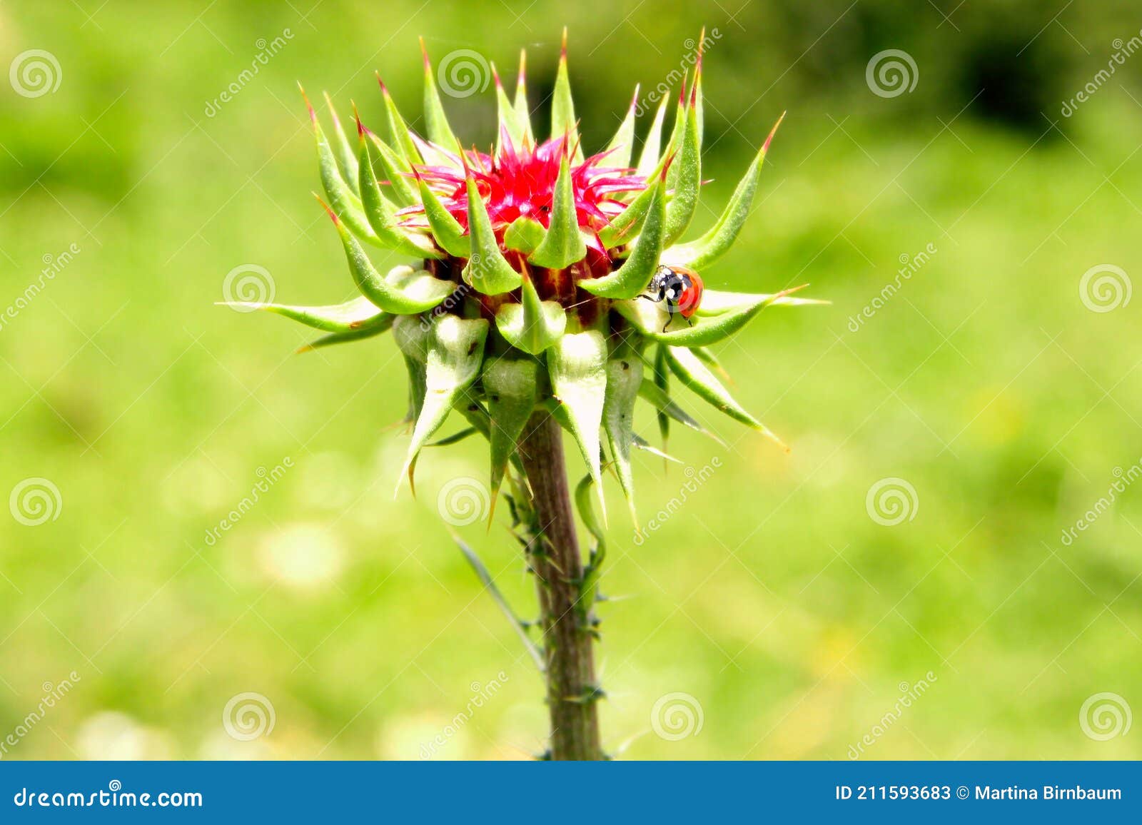 Lady Bug Sitting on the Bloom of a Thistle in a Spring Meadow Stock ...