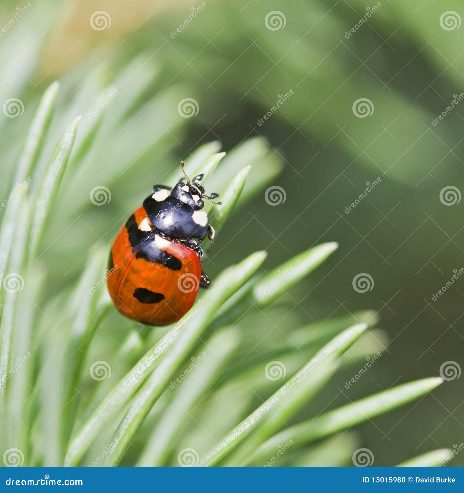 Lady Bug Spotted Beetle on Spruce Tree Stock Photo - Image of adult ...