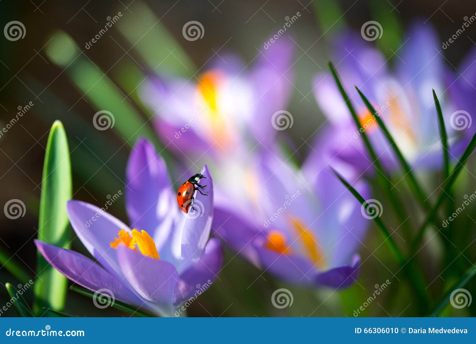 Lady Bug on Spring Crocus Flowers, Macro Image with Small Depth of ...