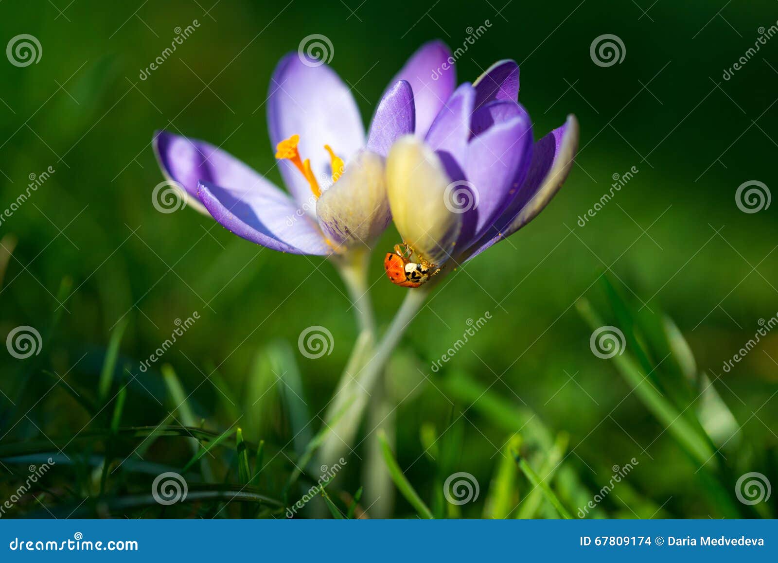 Lady Bug on Spring Crocus Flowers, Macro Image with Small Depth of ...
