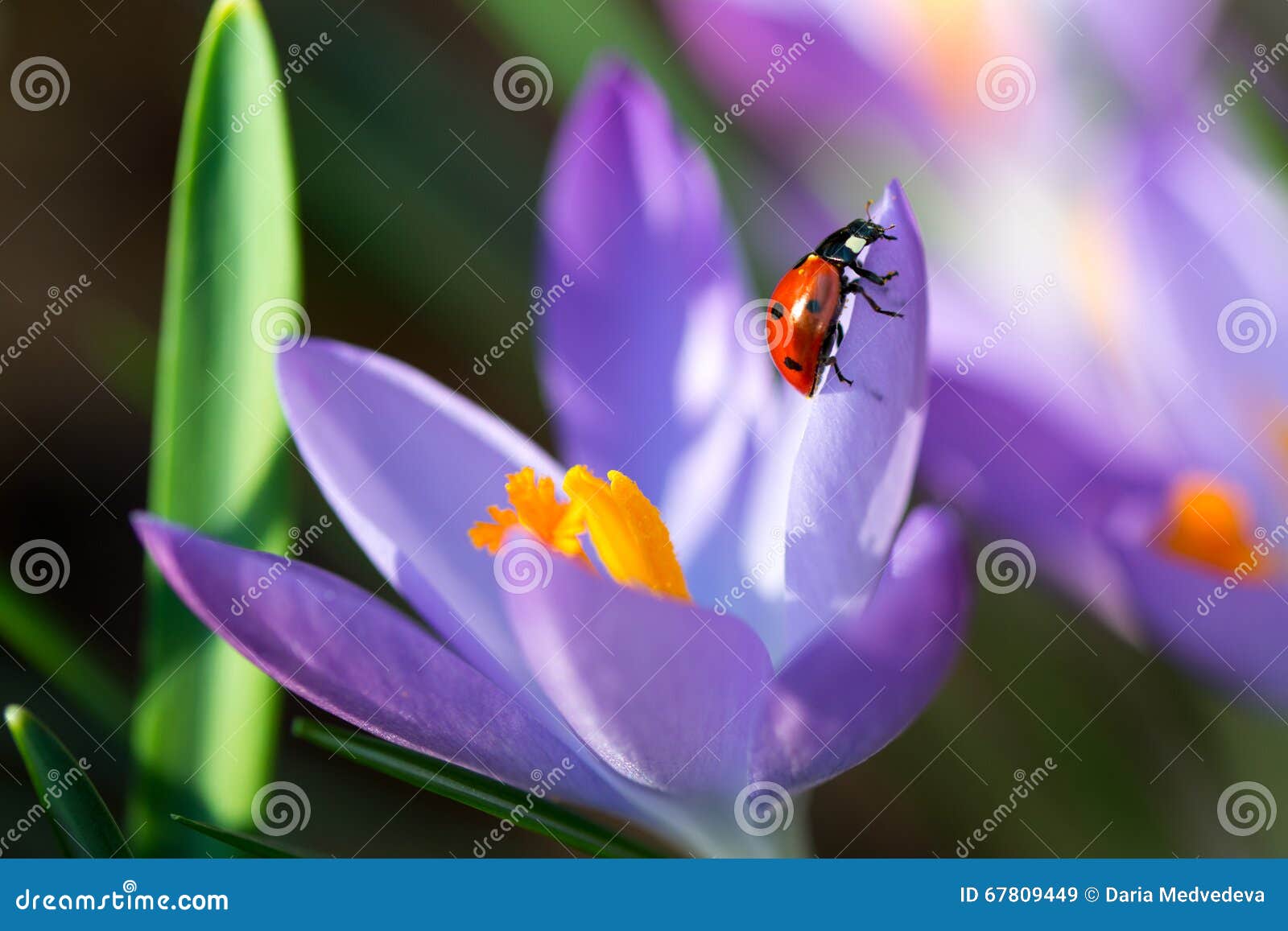 Lady Bug on Spring Crocus Flowers, Macro Image with Small Depth of ...