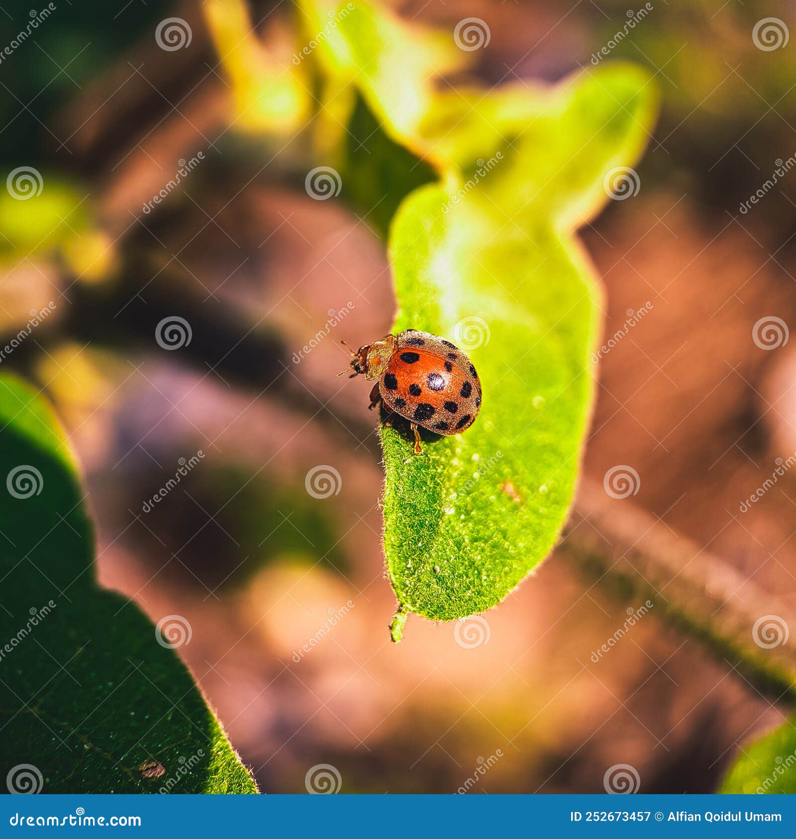 Lady Bug Trying To Fly on Leaf Stock Image - Image of nature, produce ...