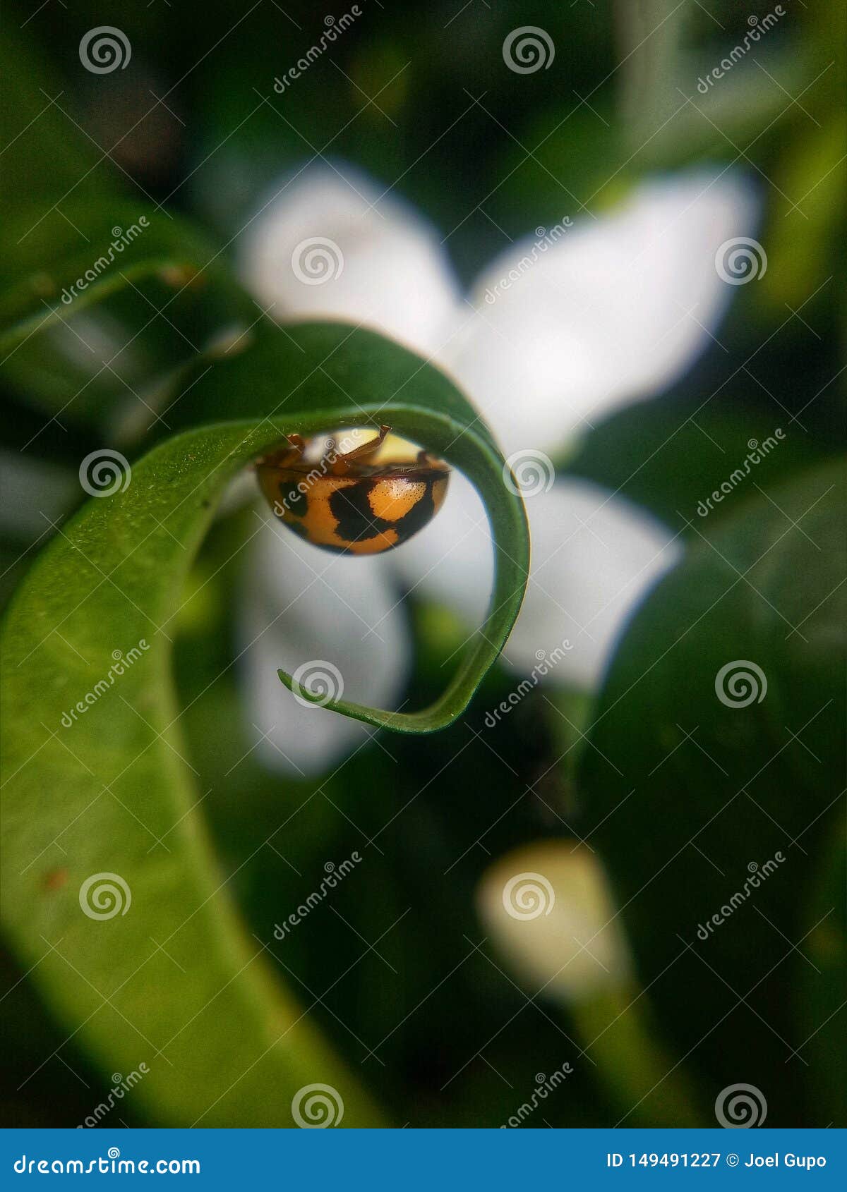 Lady bug underneath a leaf stock image. Image of orange - 149491227