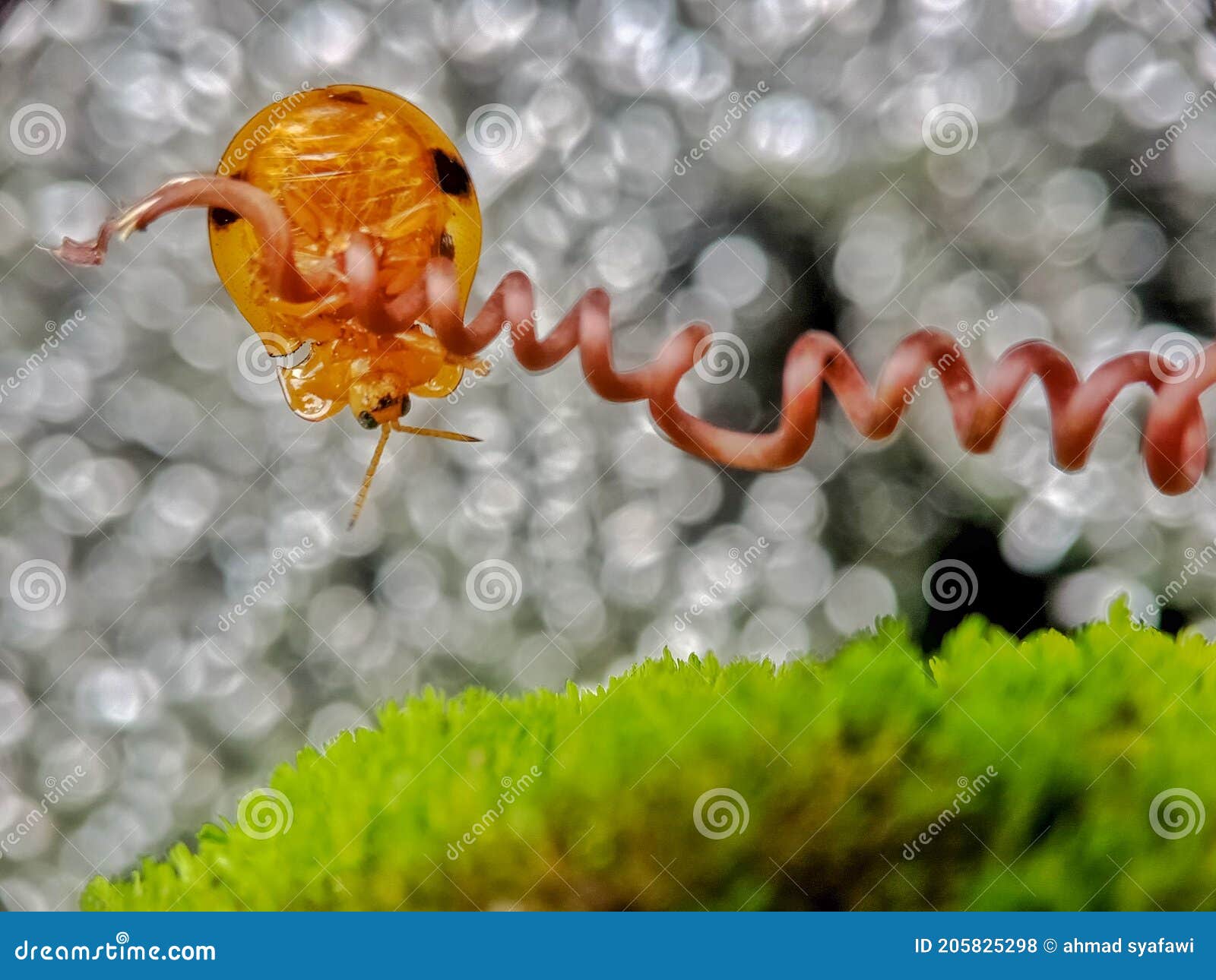 Lady bug very nice good stock photo. Image of good, nice - 205825298