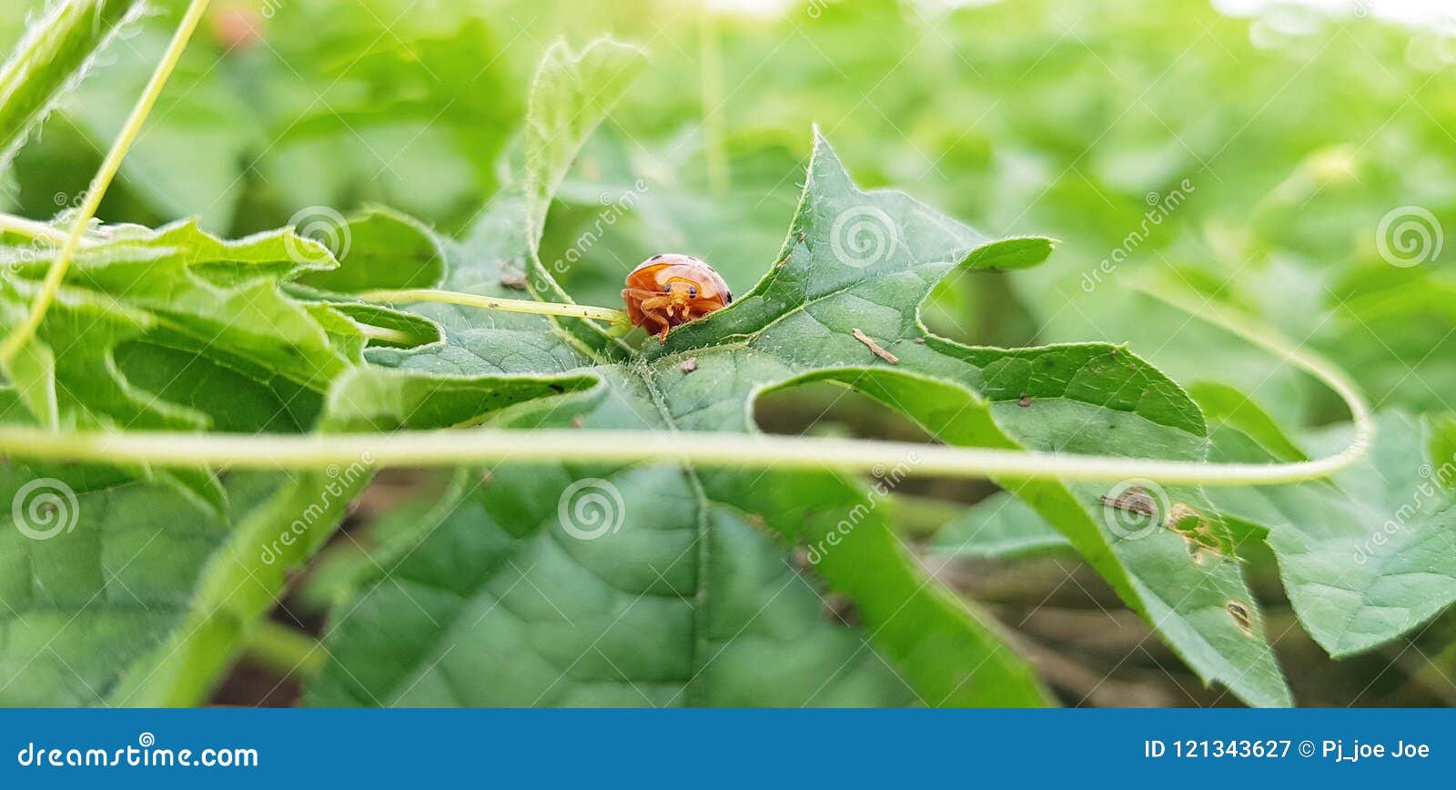 Lady Bug Walk on Green Grass Stem Under Sun Light Stock Image - Image ...