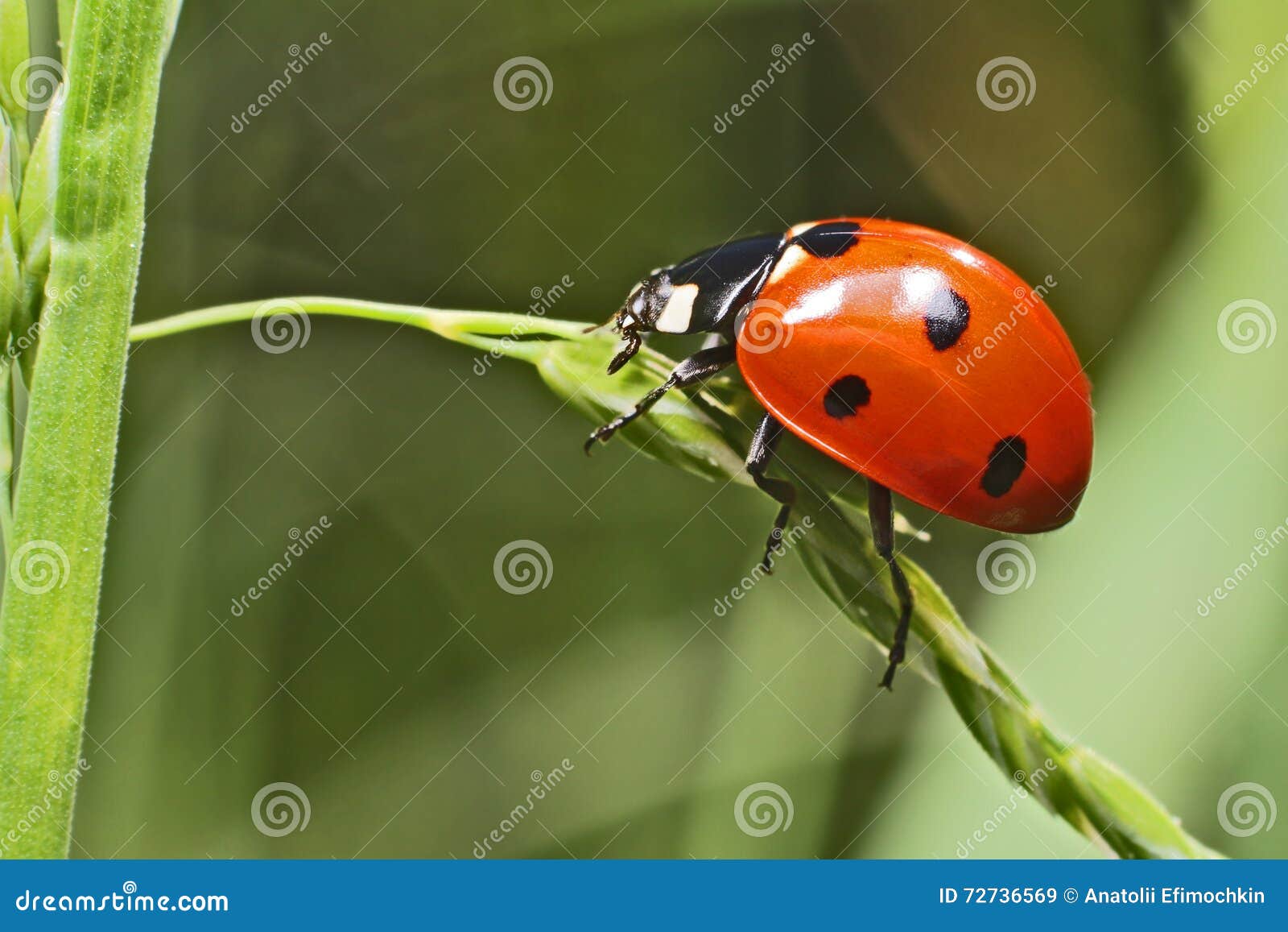 Lady bug stock image. Image of beetle, walking, black - 72736569
