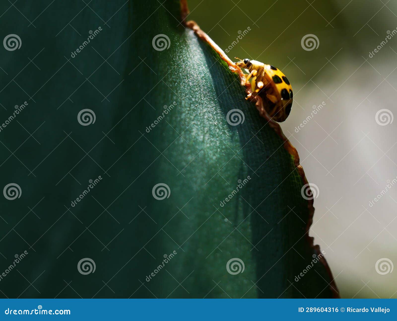 Lady bug walking on a leaf stock photo. Image of beetle - 289604316