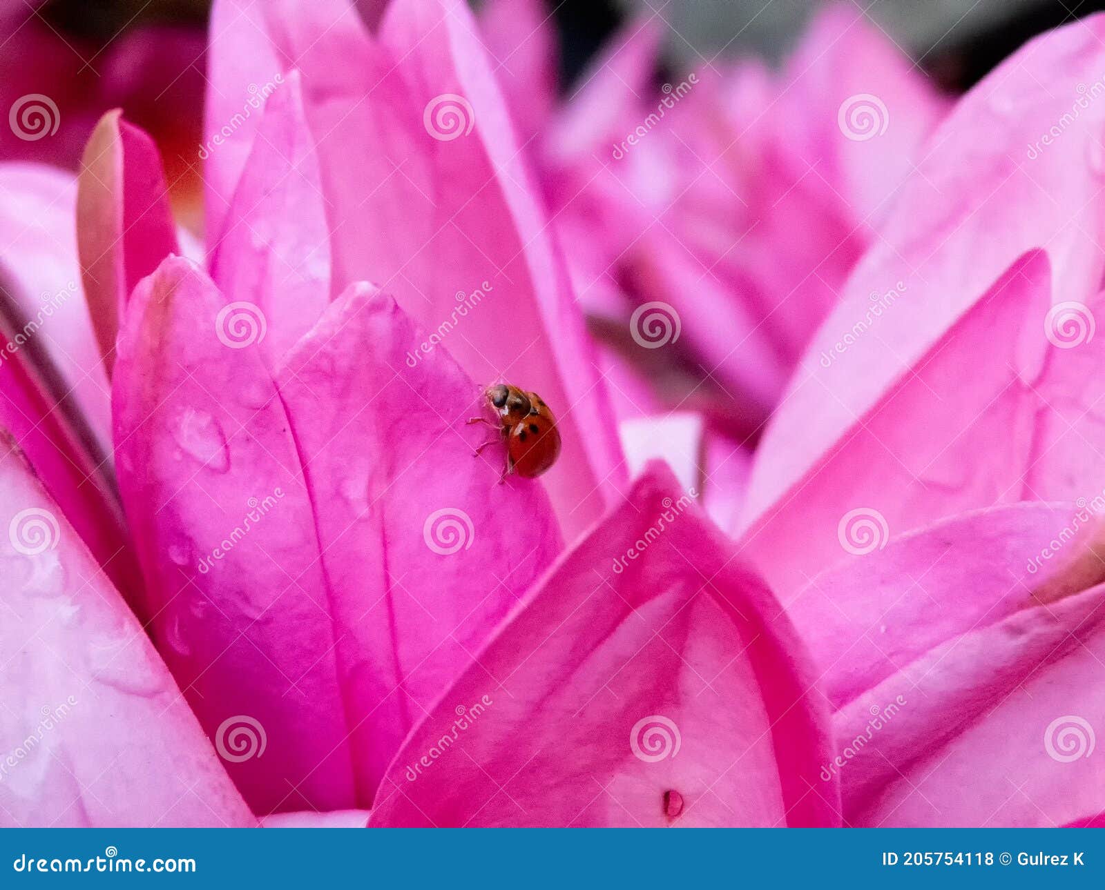Lady Bug on Water Lilly Flower. Stock Photo - Image of garden, insect ...