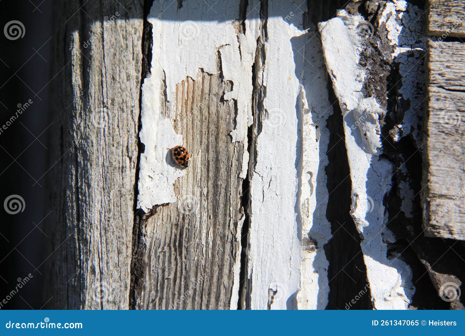 Lady Bug on Weathered Barn stock image. Image of barn - 261347065