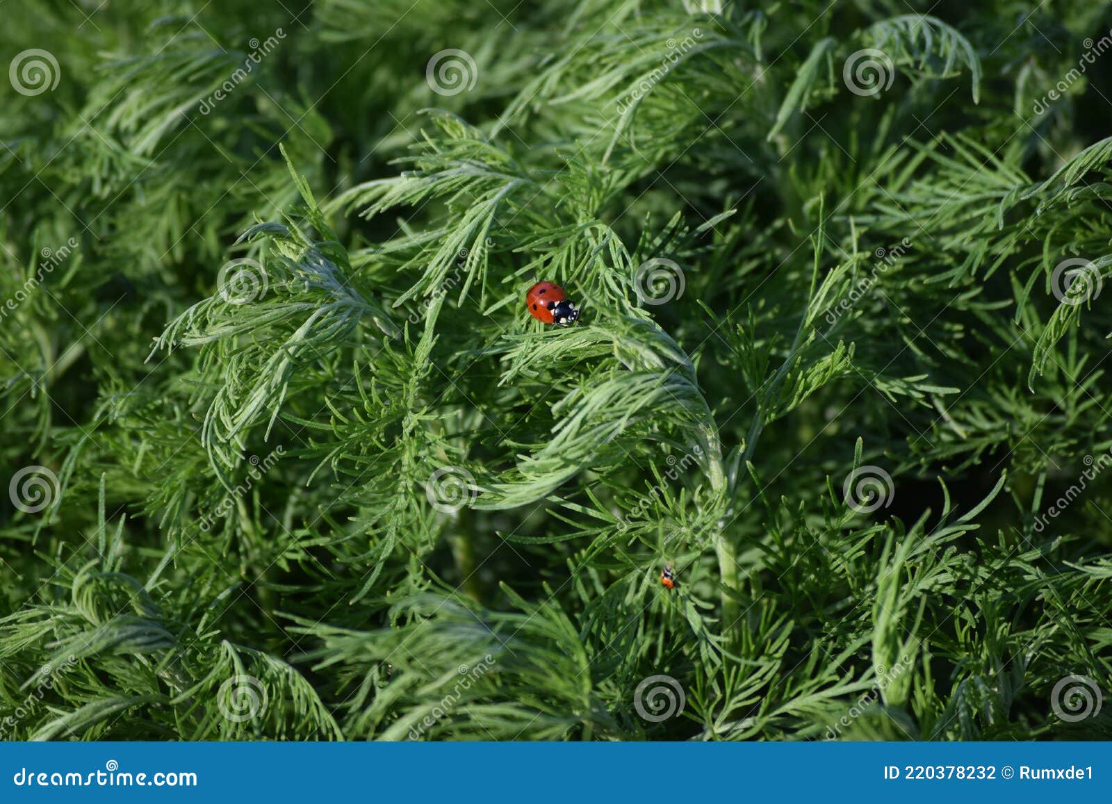 Lady bug in the Wind stock photo. Image of beetles, unsteady - 220378232