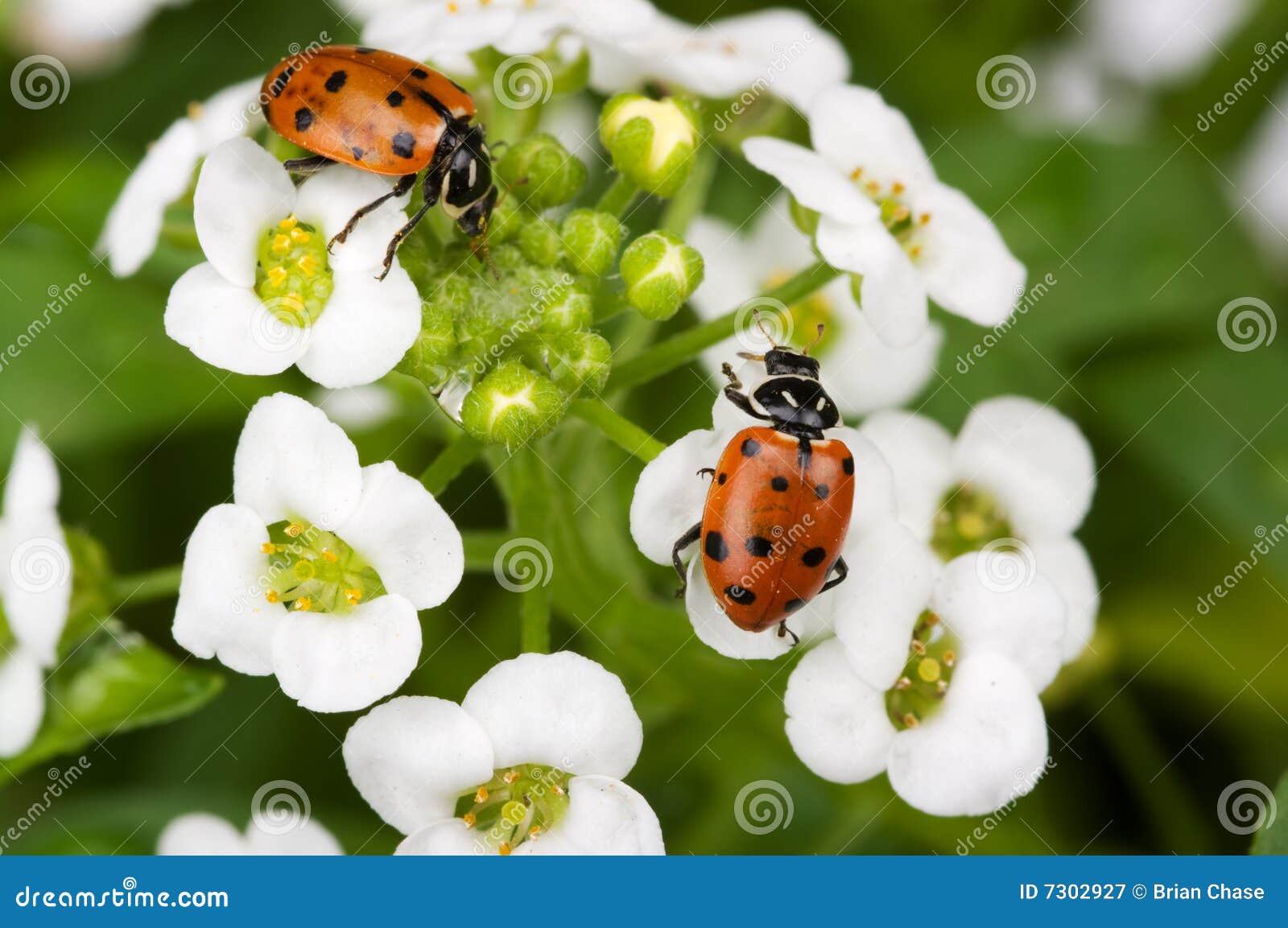Lady Bugs stock image. Image of botany, life, lady, nature - 7302927