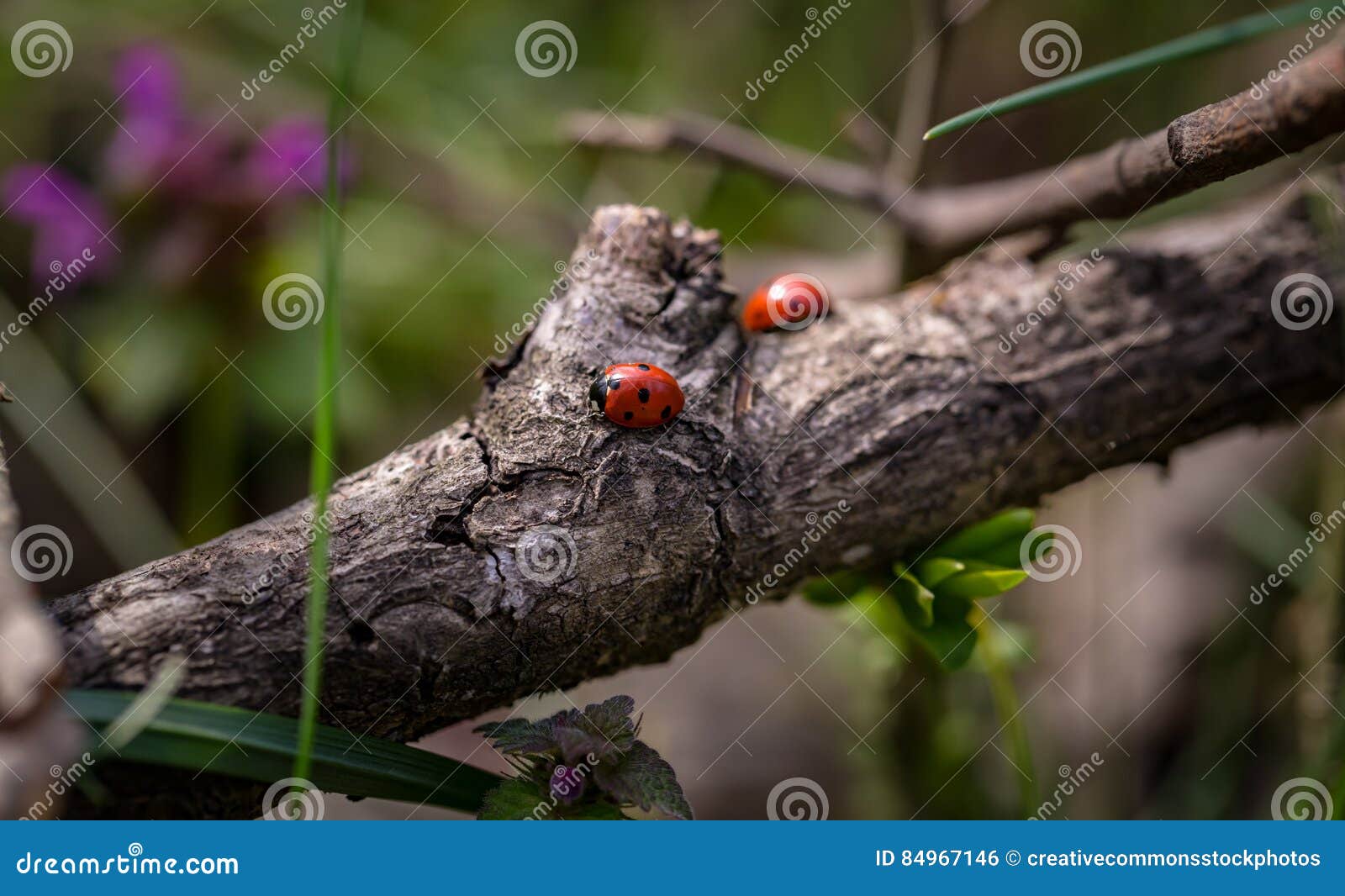Lady Bugs On Branch Picture. Image: 84967146