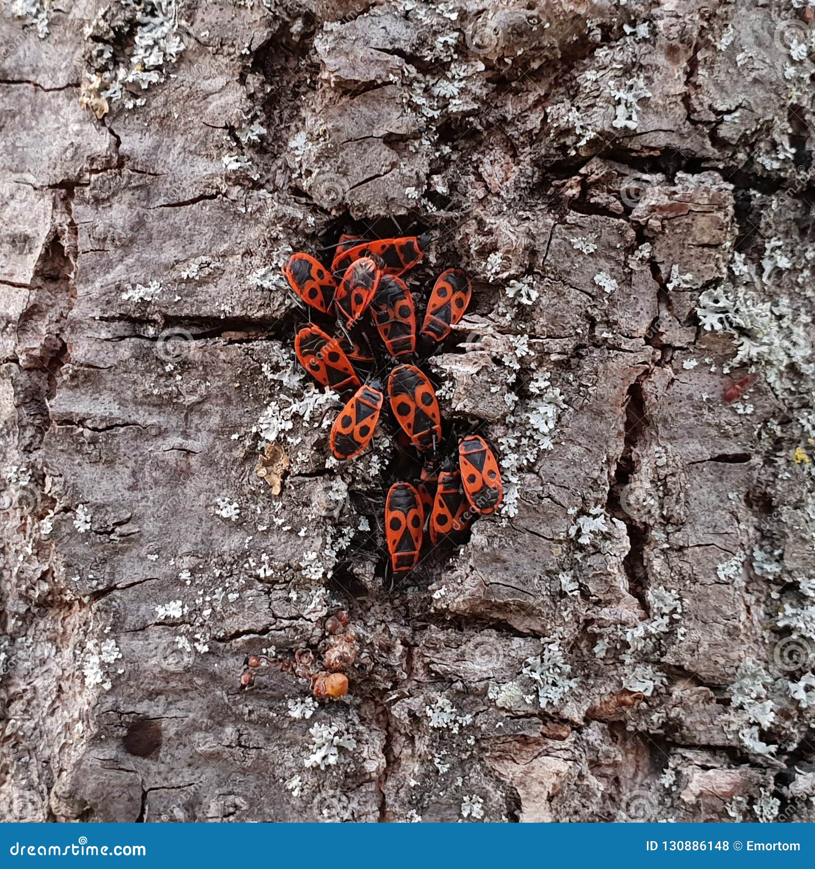 Lady bugs stock photo. Image of detail, lady, tree, bugs - 130886148