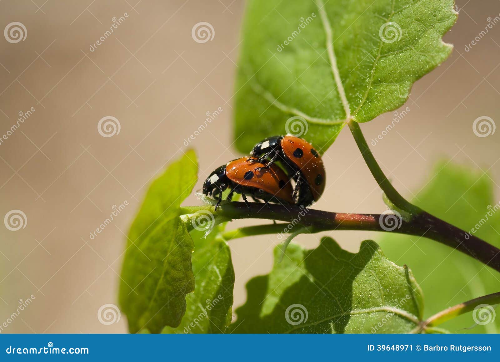 Lady bugs stock image. Image of nature, animal, foliage - 39648971