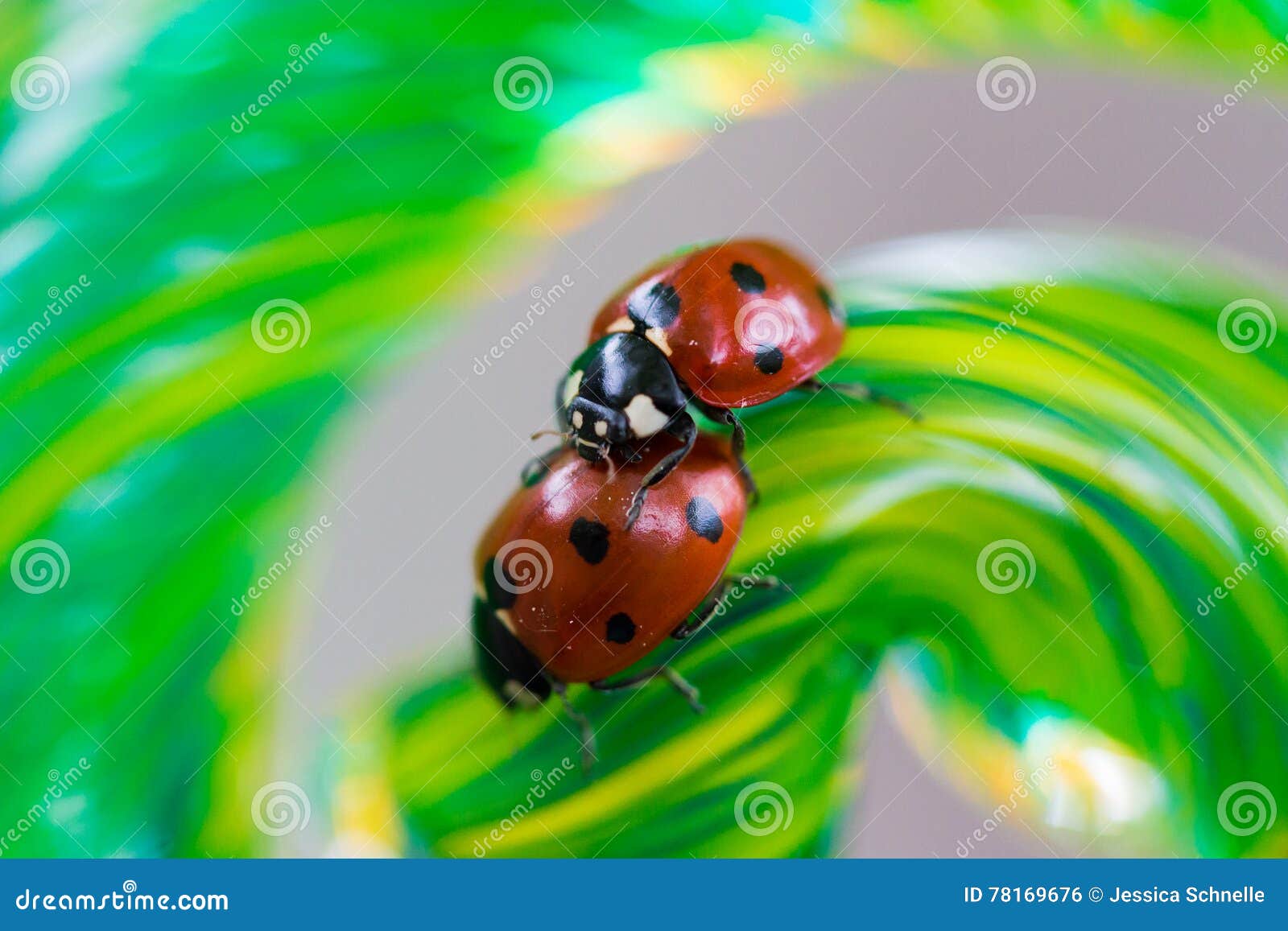 Lady Bugs at Play on Spiral Stock Photo - Image of pair, green: 78169676
