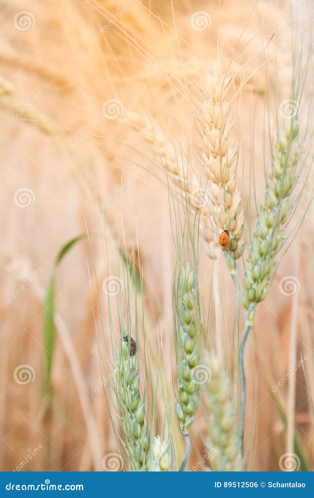 Lady Bugs with Wheat Rice, Sunset Stock Photo - Image of sunlight ...