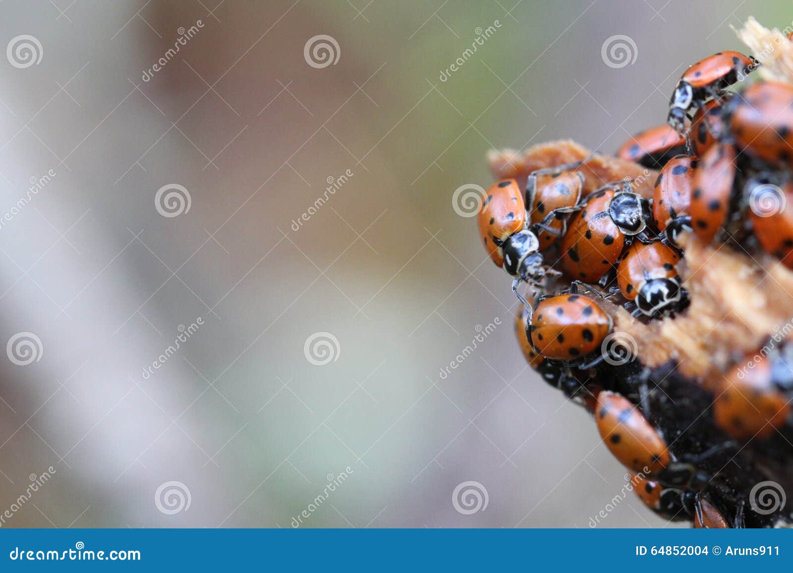 Lady bugs in the wild stock photo. Image of oakland, view - 64852004