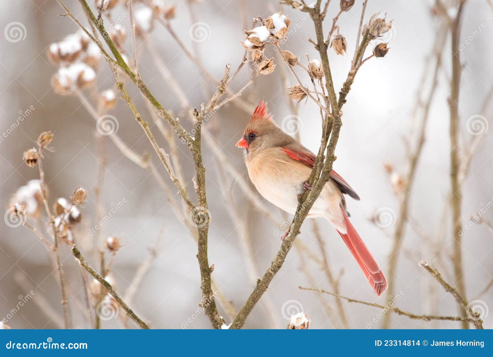 Lady Cardinal Stock Photography | CartoonDealer.com #117452612