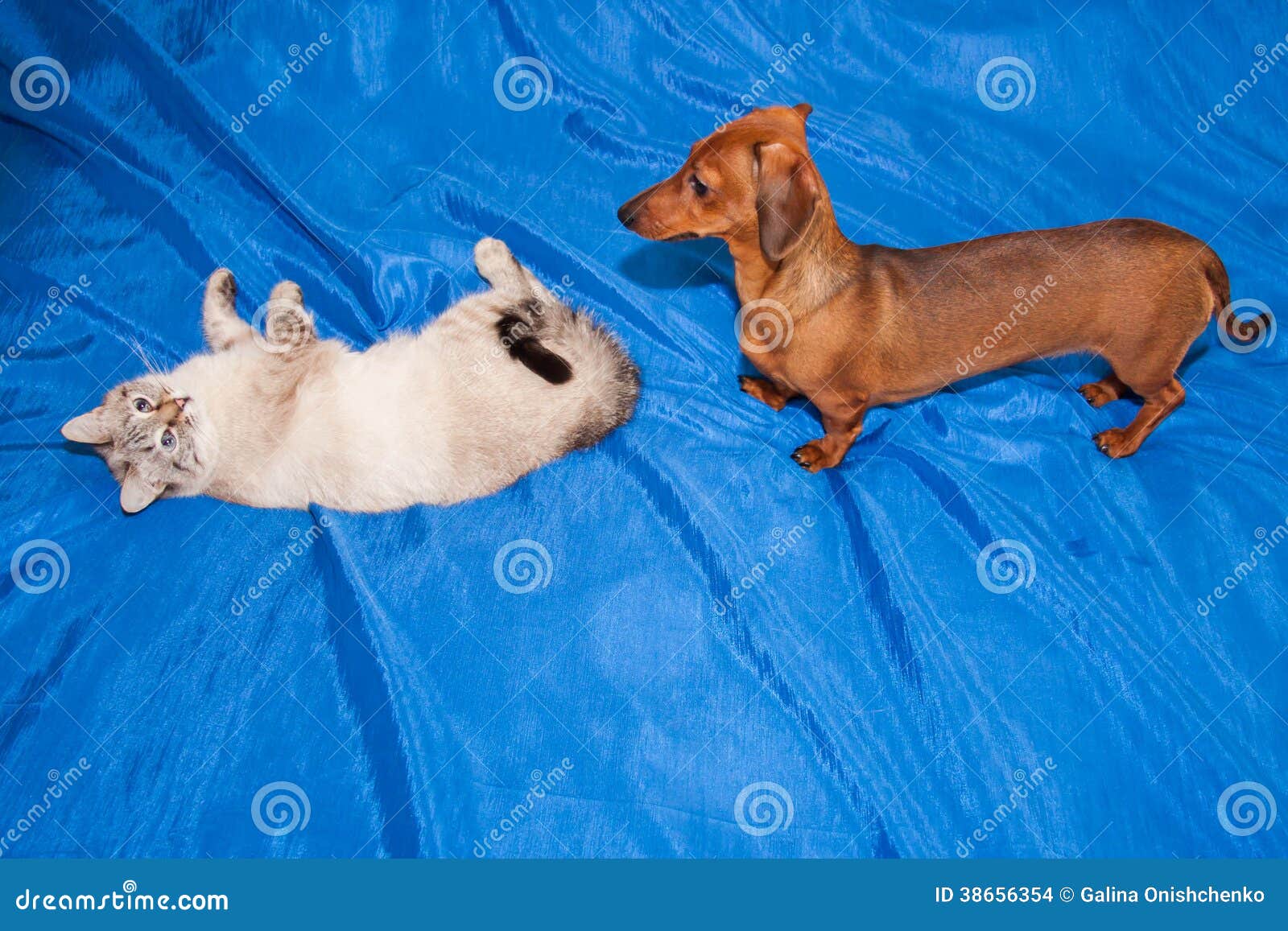 Lady-cat of the Thai Breed and Dog Rate Play Stock Photo - Image of ...