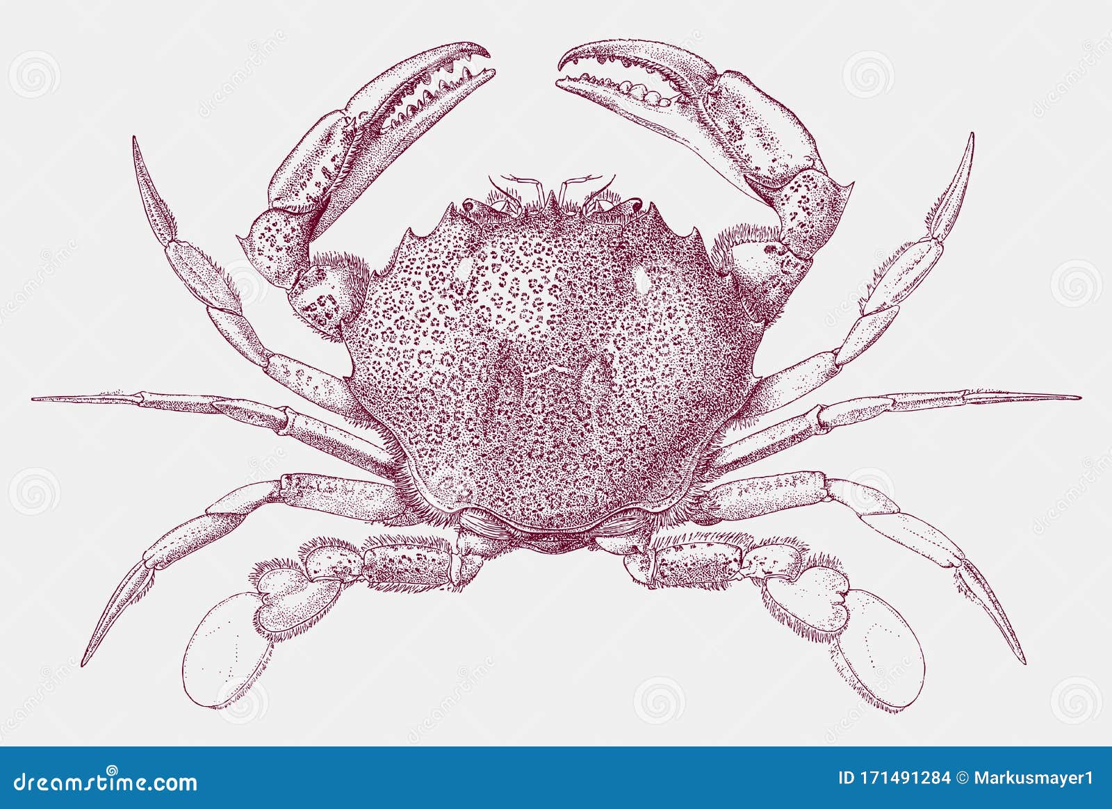 Lady crab in top view stock vector. Illustration of seafood - 171491284