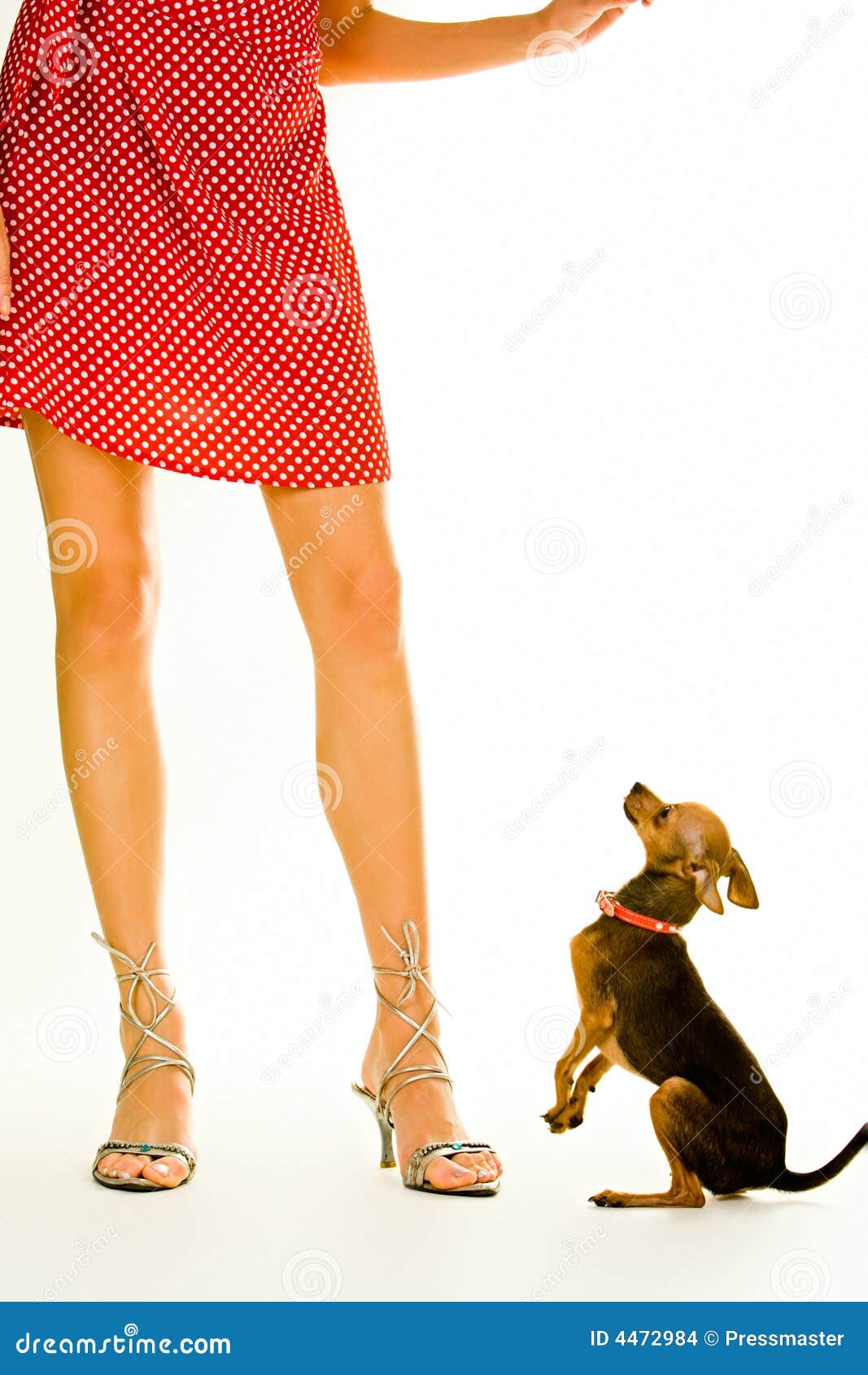 Lady with a dog stock photo. Image of cute, creature, funny - 4472984