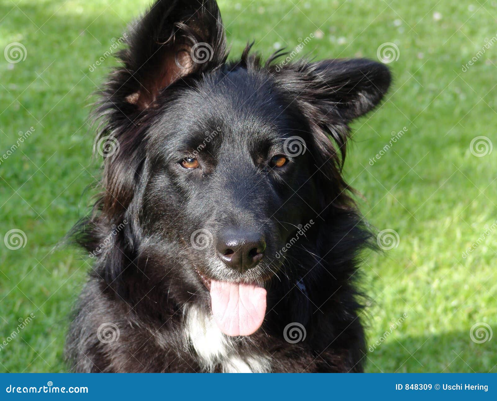 Lady dog stock image. Image of canine, expression, pedigree - 848309