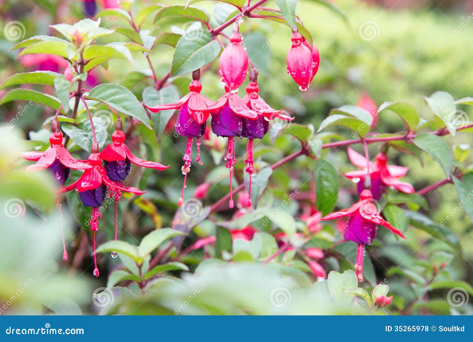 Lady Eardrop Flower with Dew Stock Photo - Image of flowers, multi ...