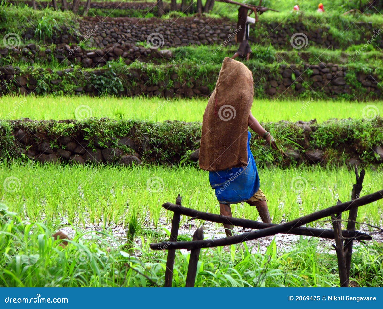 Lady in Farms stock image. Image of fresh, cultures, farmers - 2869425
