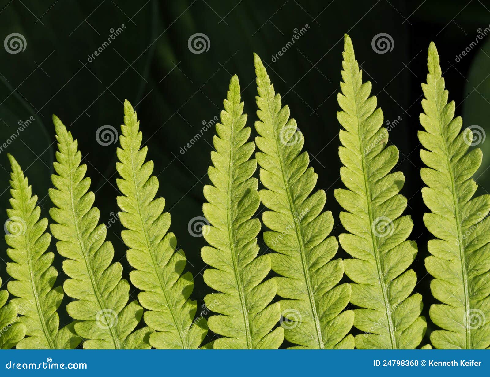 Lady Fern Frond stock photo. Image of frond, closeup - 24798360
