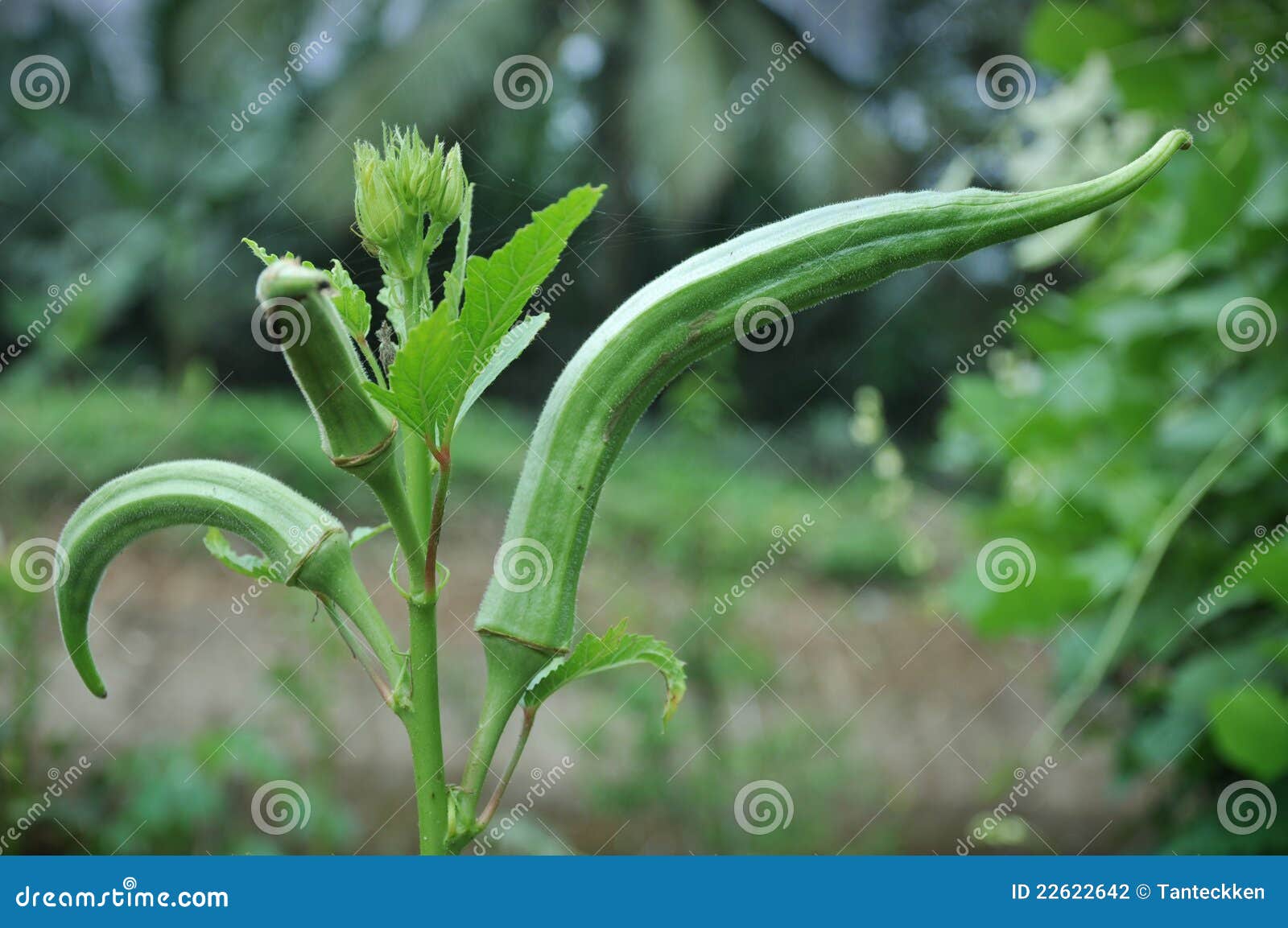 Lady Finger stock photo. Image of health, farming, nature - 22622642