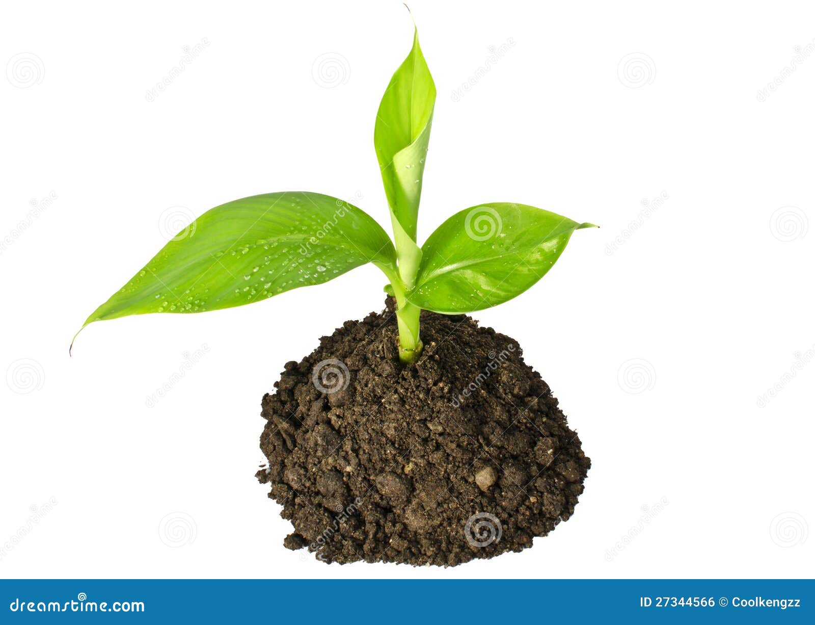 Lady Finger Flower- Okra, Abelmoschus Esculentus, Known In Many English ...