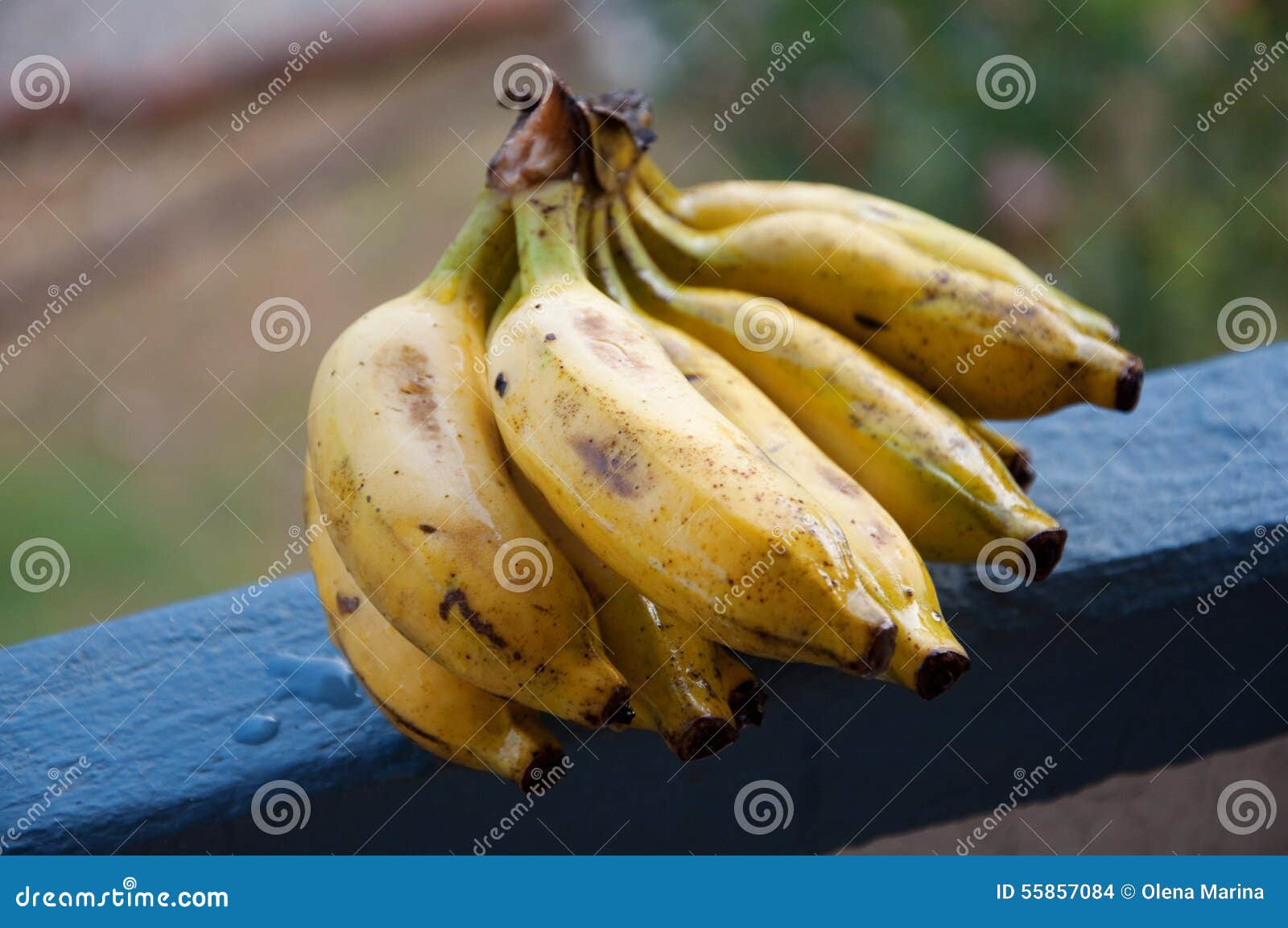 Lady Finger bananas stock photo. Image of finger, closeup - 55857084