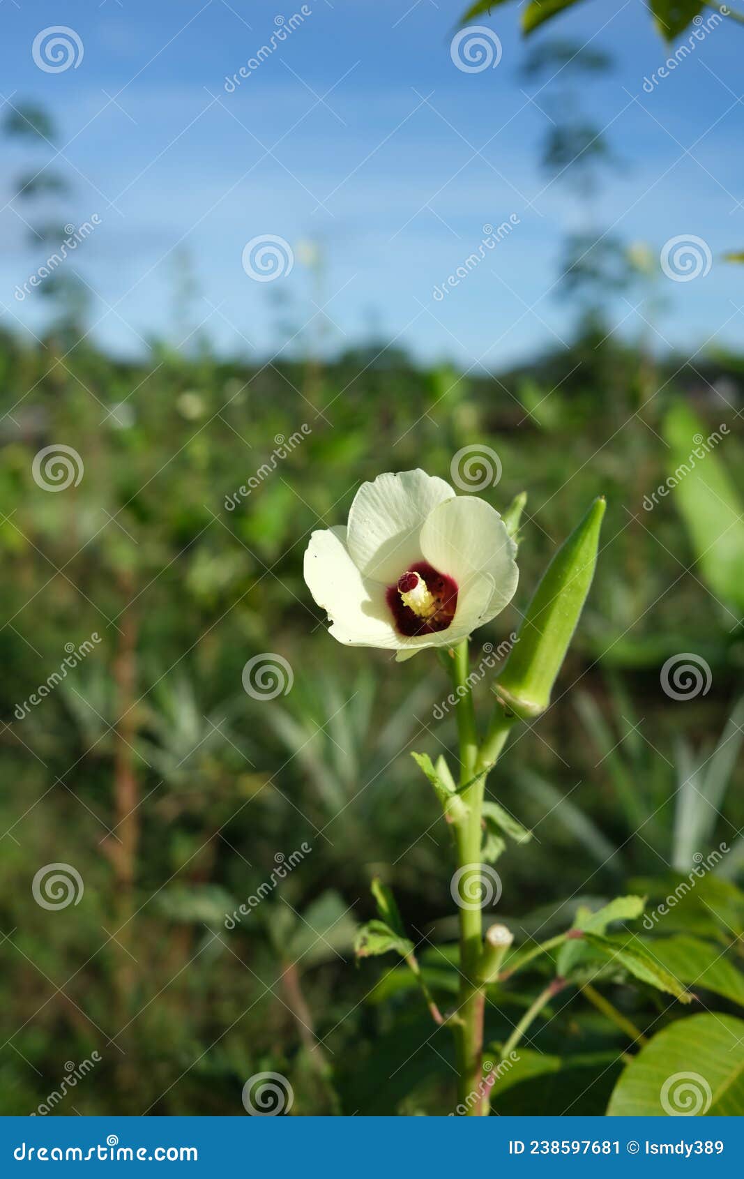 Lady Finger Blooming stock image. Image of finger, nature - 238597681