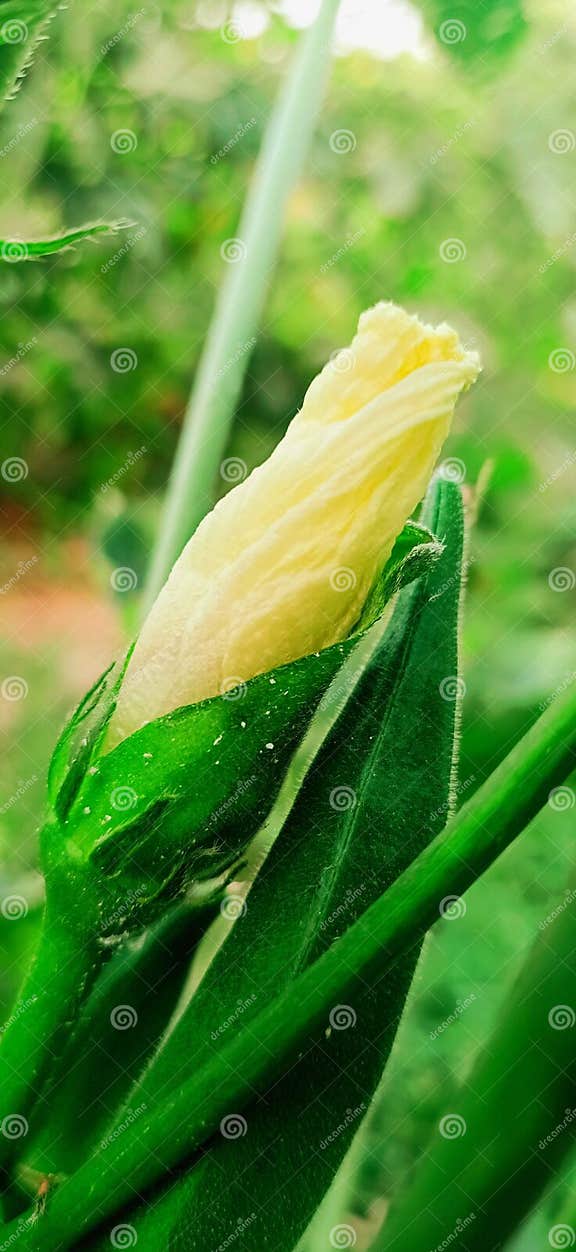 Lady finger bud stock photo. Image of green, lady, nature - 275271302