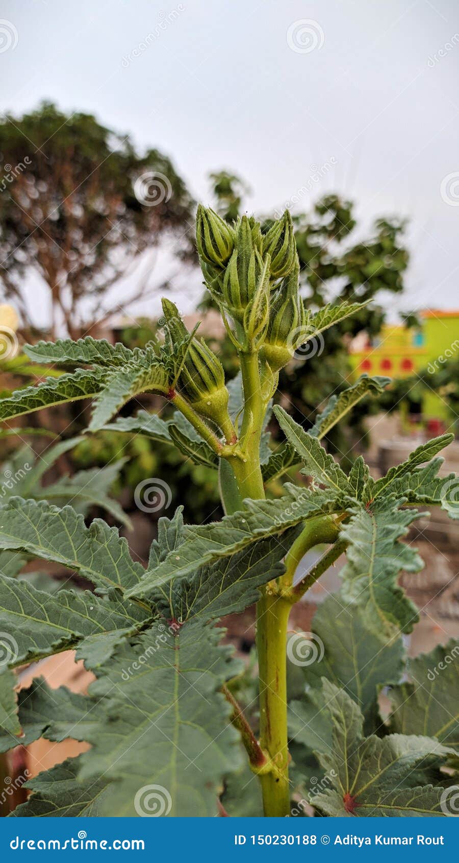 Lady Finger Bud stock photo. Image of plant, finger - 150230188
