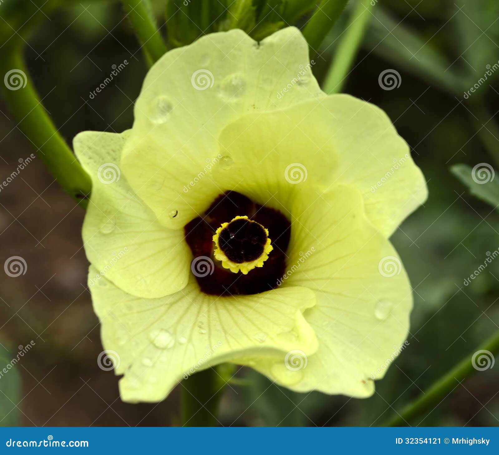 Lady Finger Flower- Okra, Abelmoschus Esculentus, Known In Many English ...