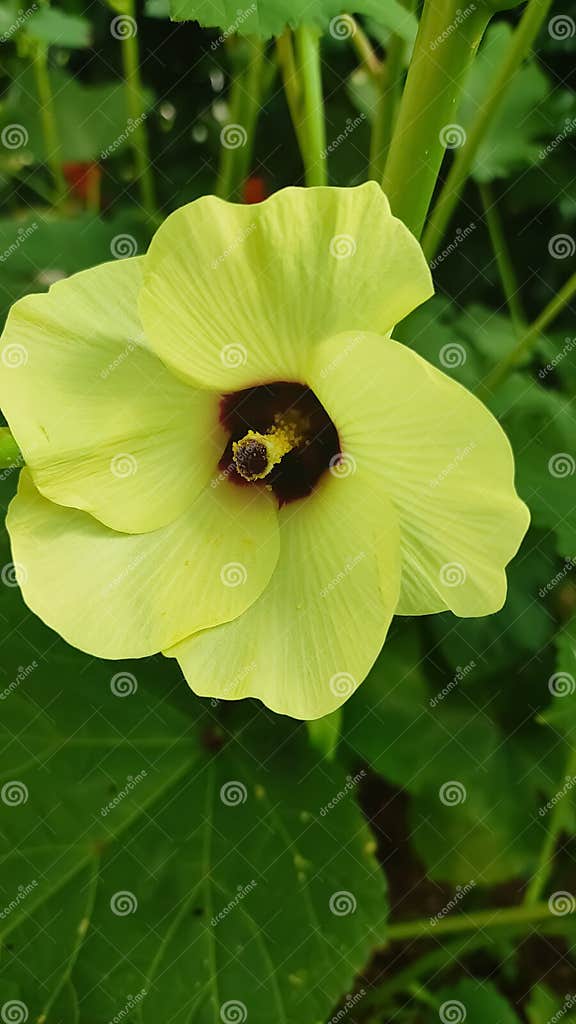 Lady Finger Flower in a Macro Stock Photo - Image of insect, plant ...