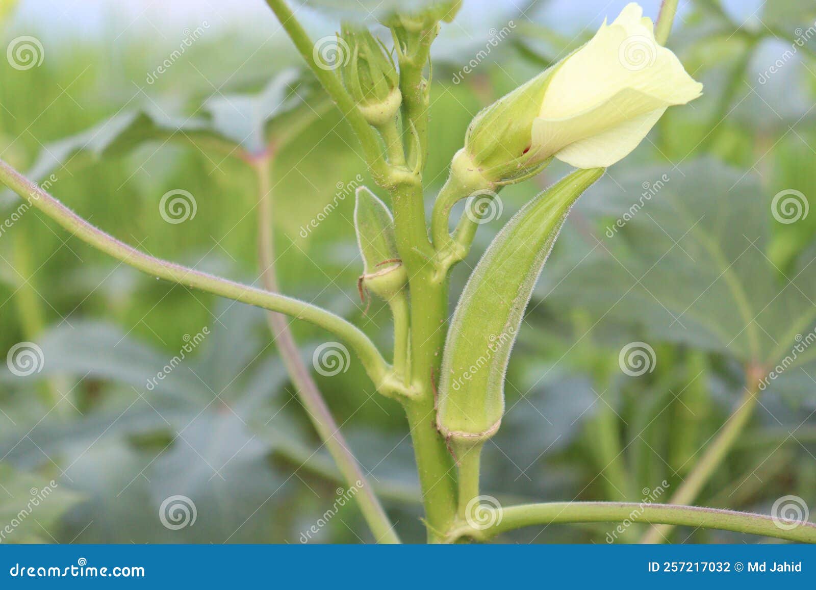 Lady Finger on Tree in Farm Stock Photo - Image of fruit, forest: 257217032