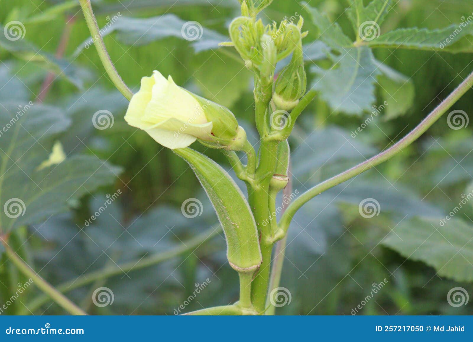 Lady Finger on Tree in Farm Stock Photo - Image of branch, season ...