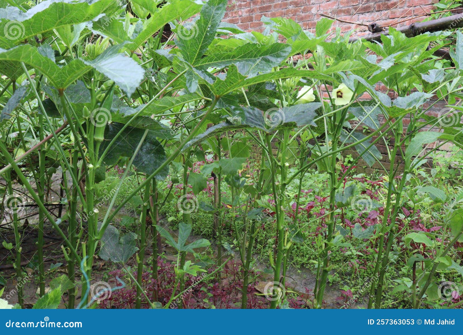 Lady Finger on Tree in Farm Stock Image - Image of vegetable, beautiful ...