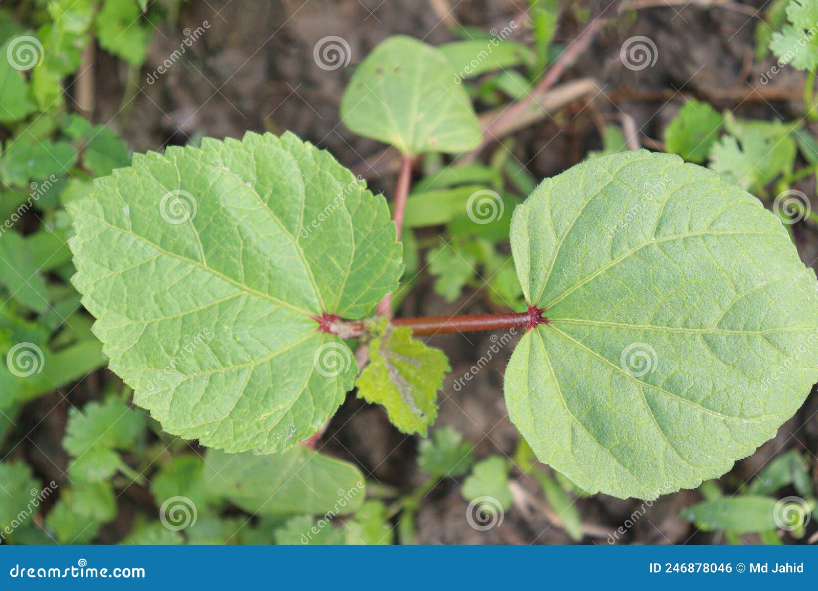 Lady Finger on Tree in Firm Stock Photo - Image of green, outdoor ...
