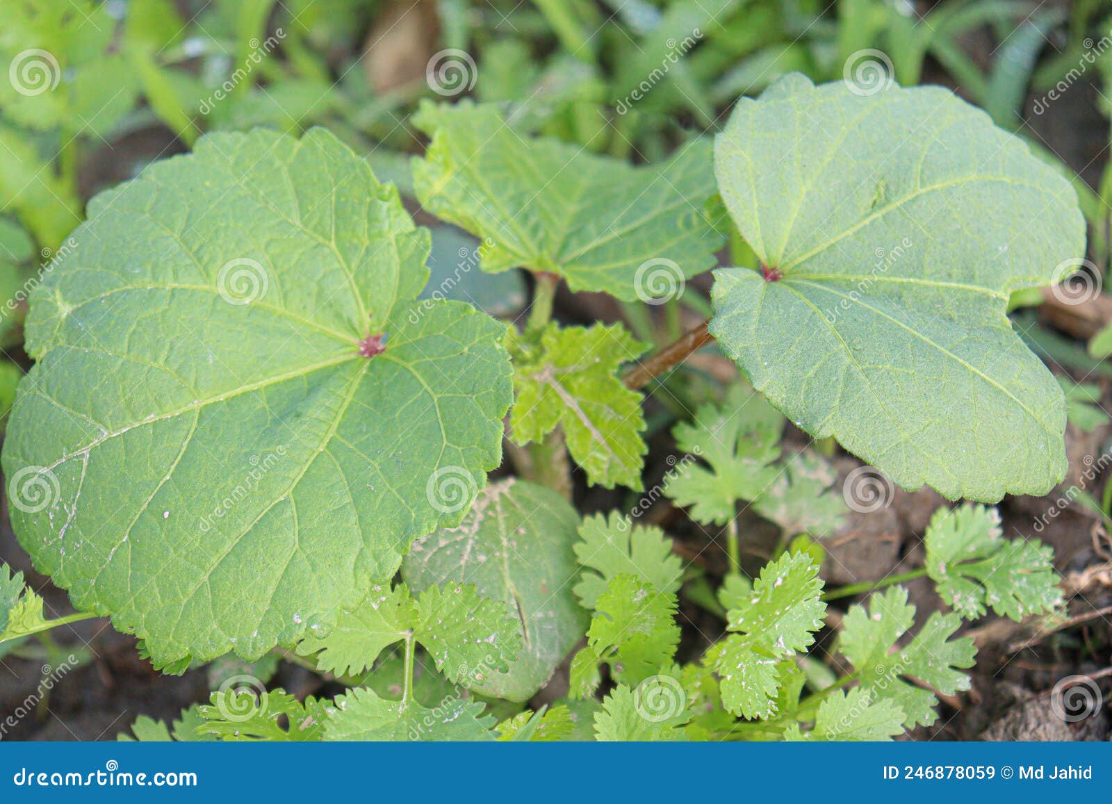 Lady Finger on Tree in Firm Stock Image - Image of vetch, agriculture ...