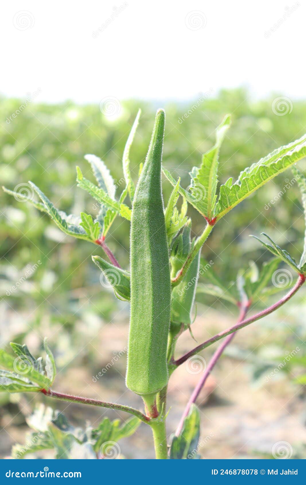 Lady Finger on Tree in Firm Stock Photo - Image of spring, bright ...