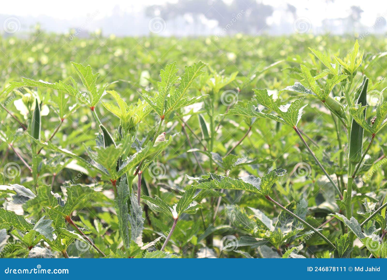 Lady Finger on Tree in Firm Stock Image - Image of flora, asparagus ...