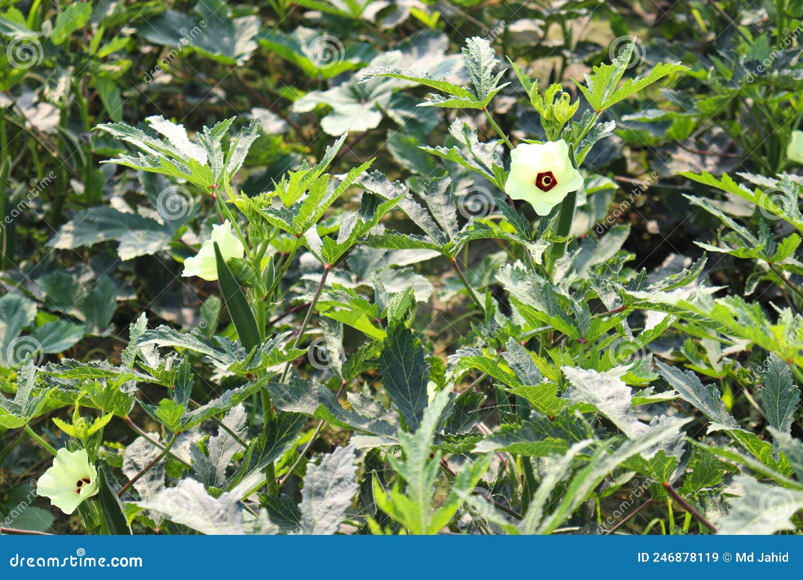 Lady Finger on Tree in Firm Stock Image - Image of forest, beautiful ...