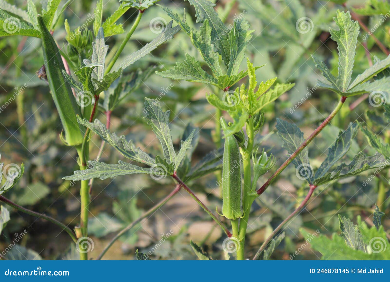Lady Finger on Tree in Firm Stock Image - Image of flora, spring: 246878145