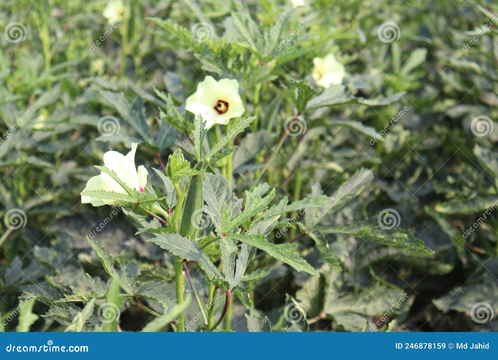 Lady Finger on Tree in Firm Stock Image - Image of outdoor, vegetable ...